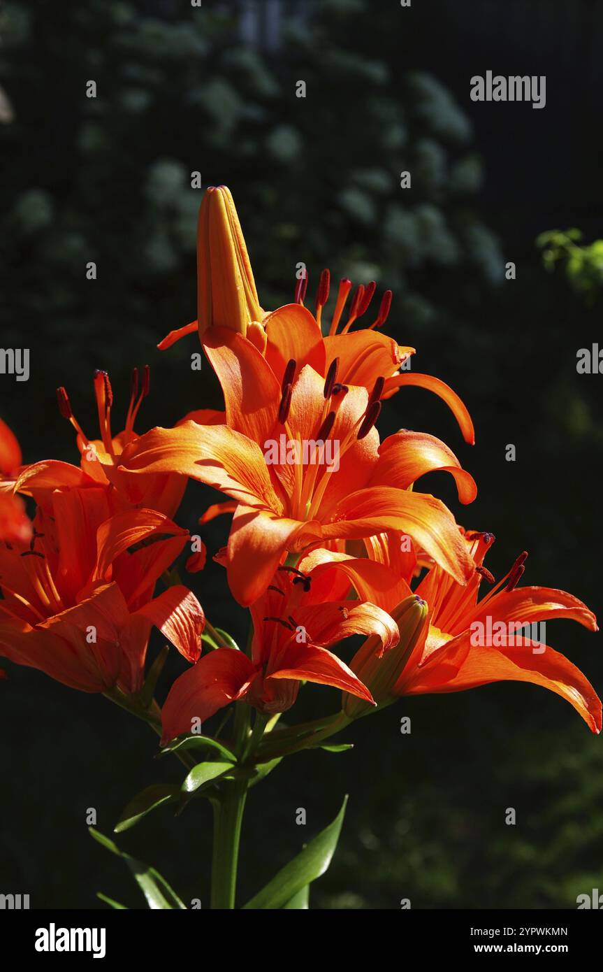 Beautiful flowering red lilies under the bright summer sun Stock Photo ...