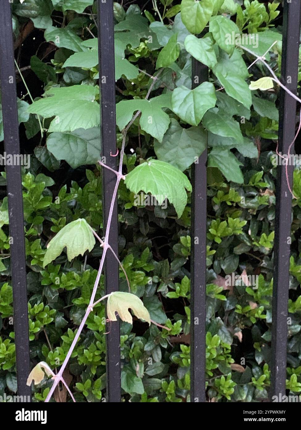 mustang grape (Vitis mustangensis Stock Photo - Alamy