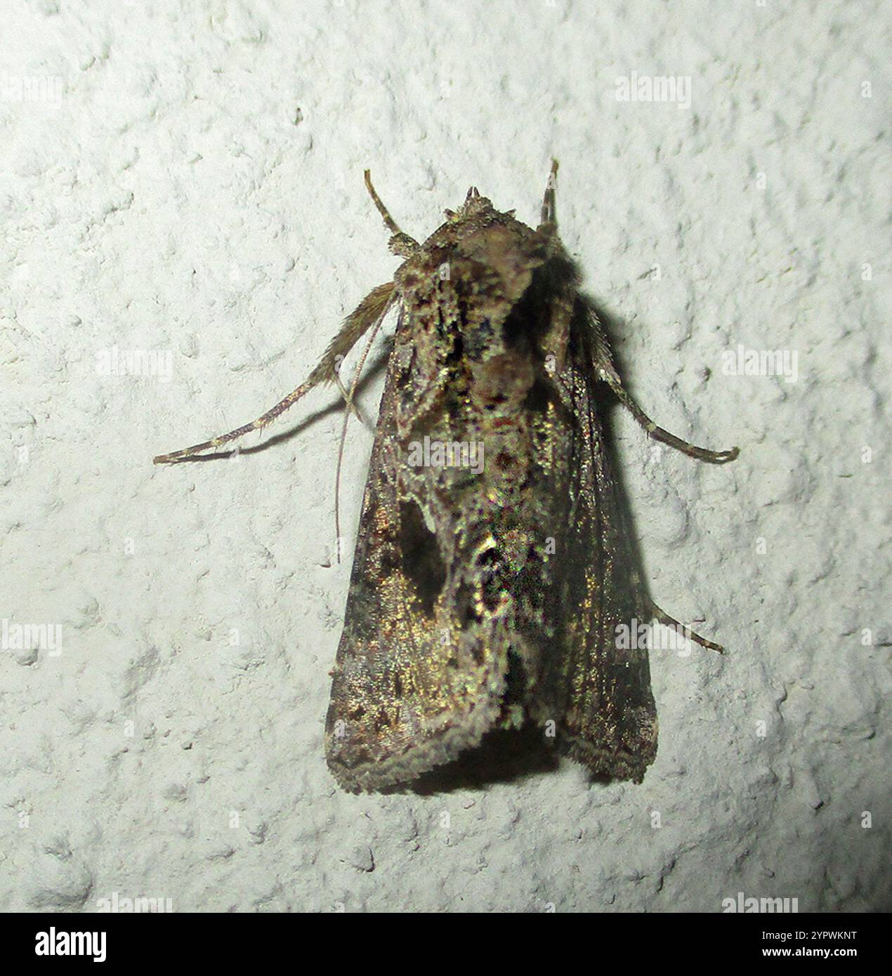 Plusiine Looper Moths (Plusiinae Stock Photo - Alamy