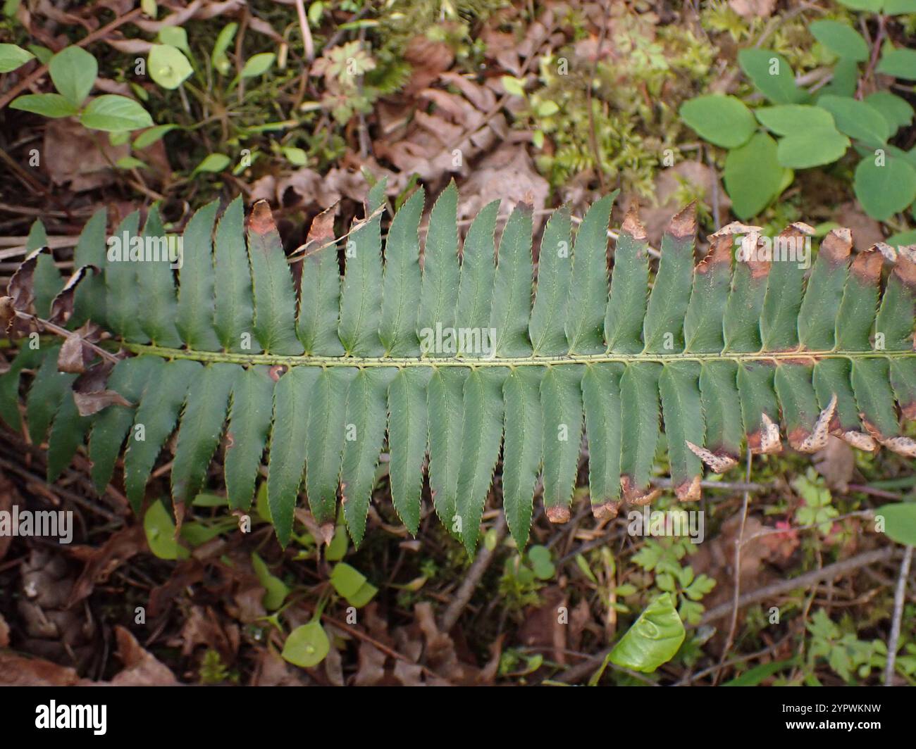 western sword fern (Polystichum munitum Stock Photo - Alamy