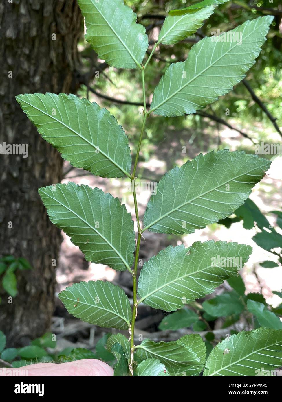 Cedar Elm (Ulmus crassifolia Stock Photo - Alamy