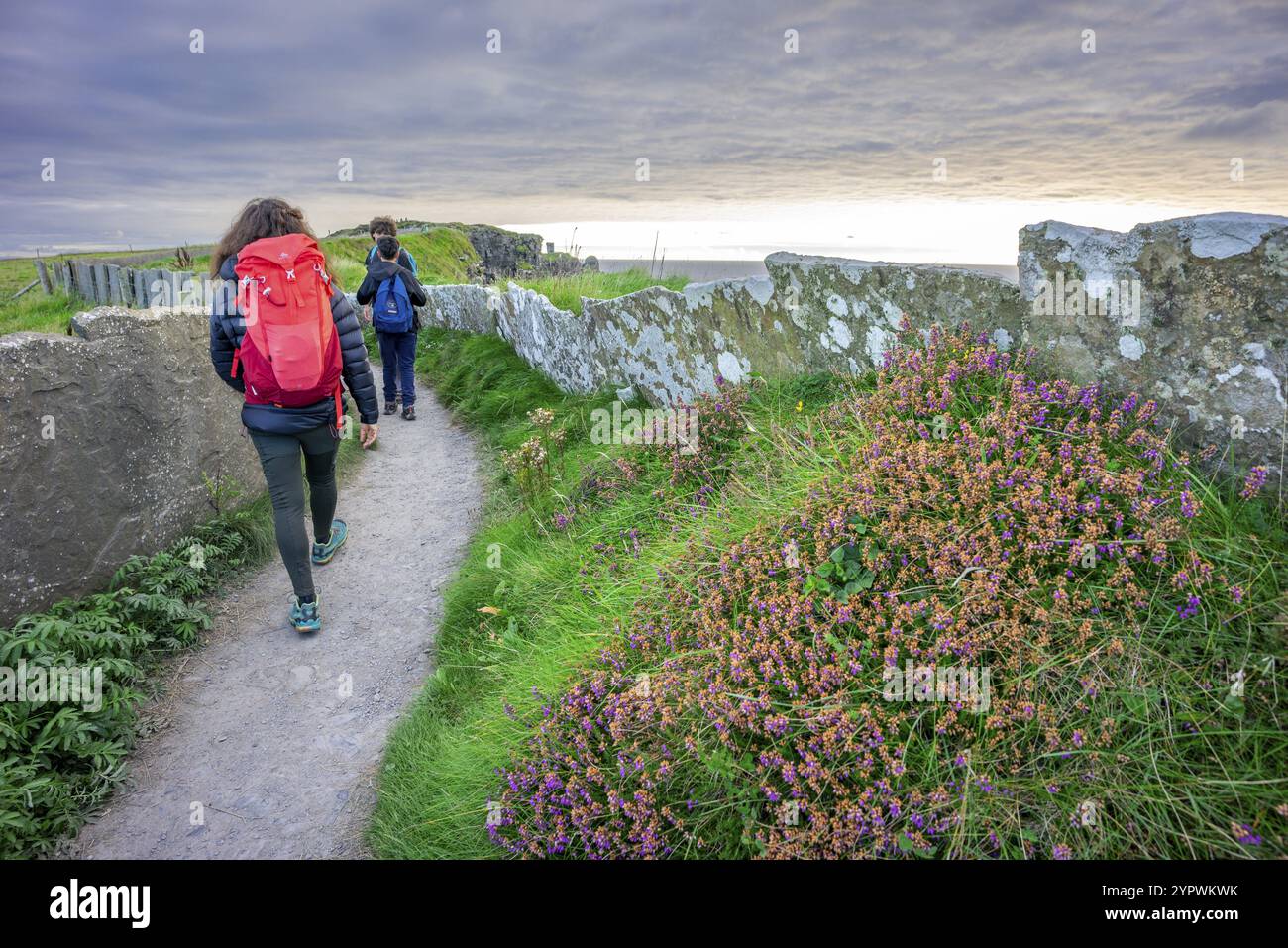Hiker between traditional stone fence, Cliffs of Moher, The Burren ...