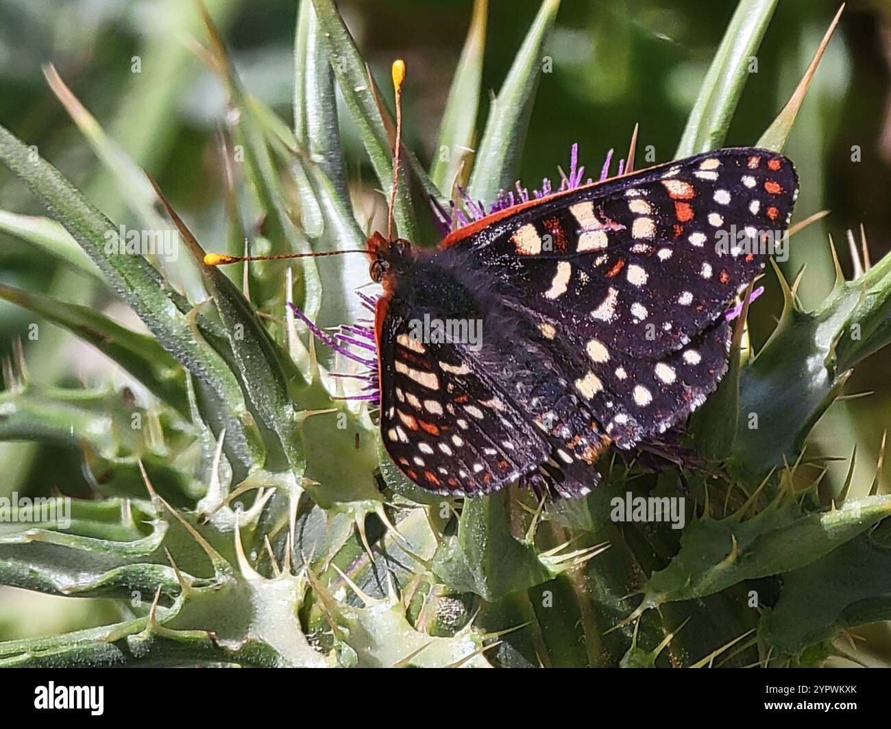 Variable Checkerspot (Euphydryas chalcedona Stock Photo - Alamy