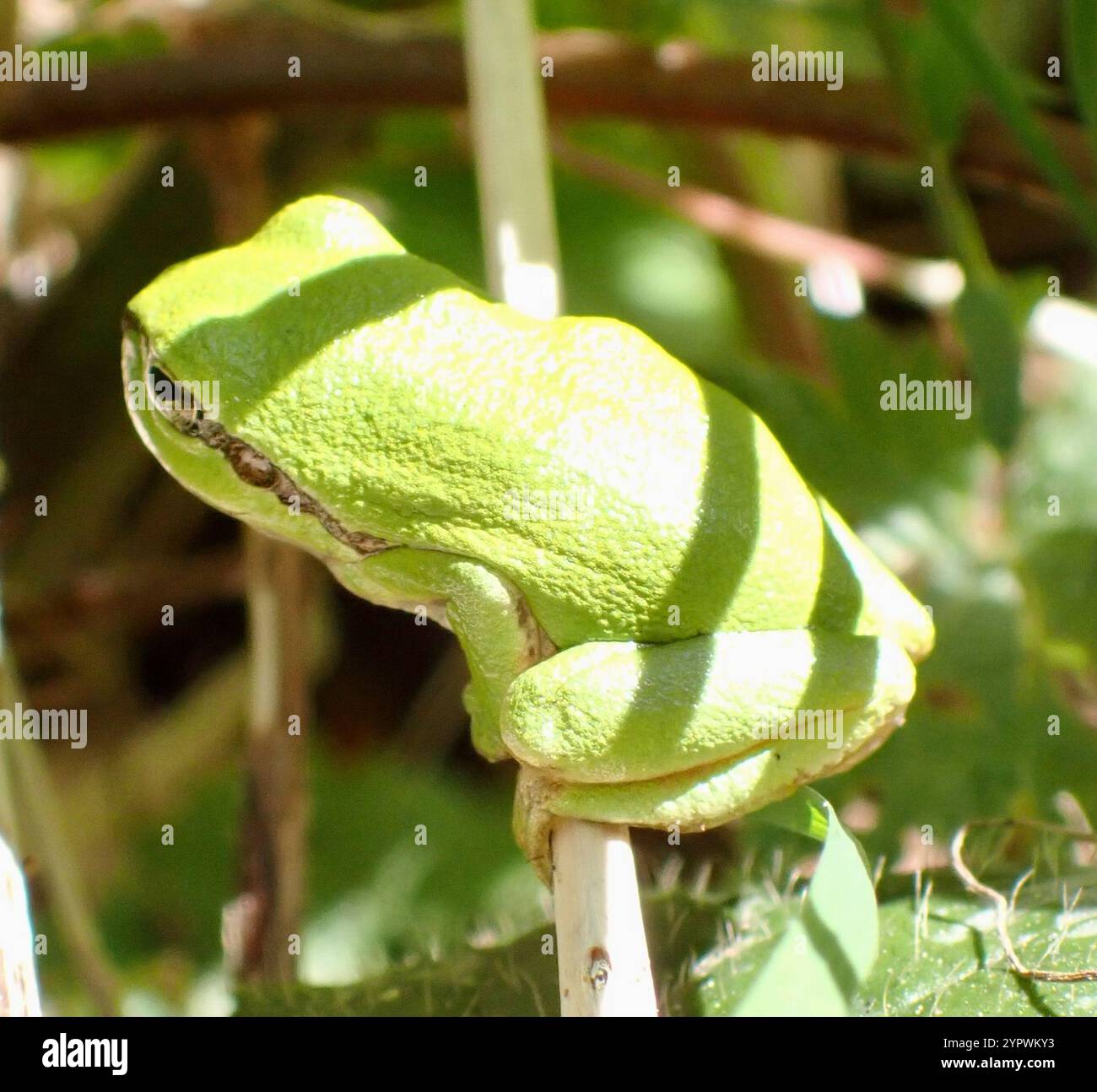 European Tree Frog (Hyla arborea Stock Photo - Alamy