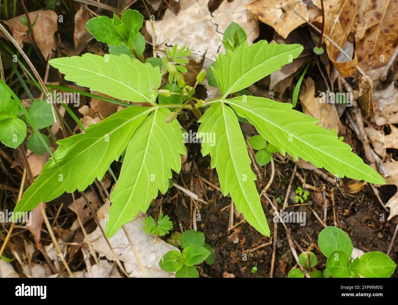 Two-leaved Toothwort (Cardamine diphylla Stock Photo - Alamy
