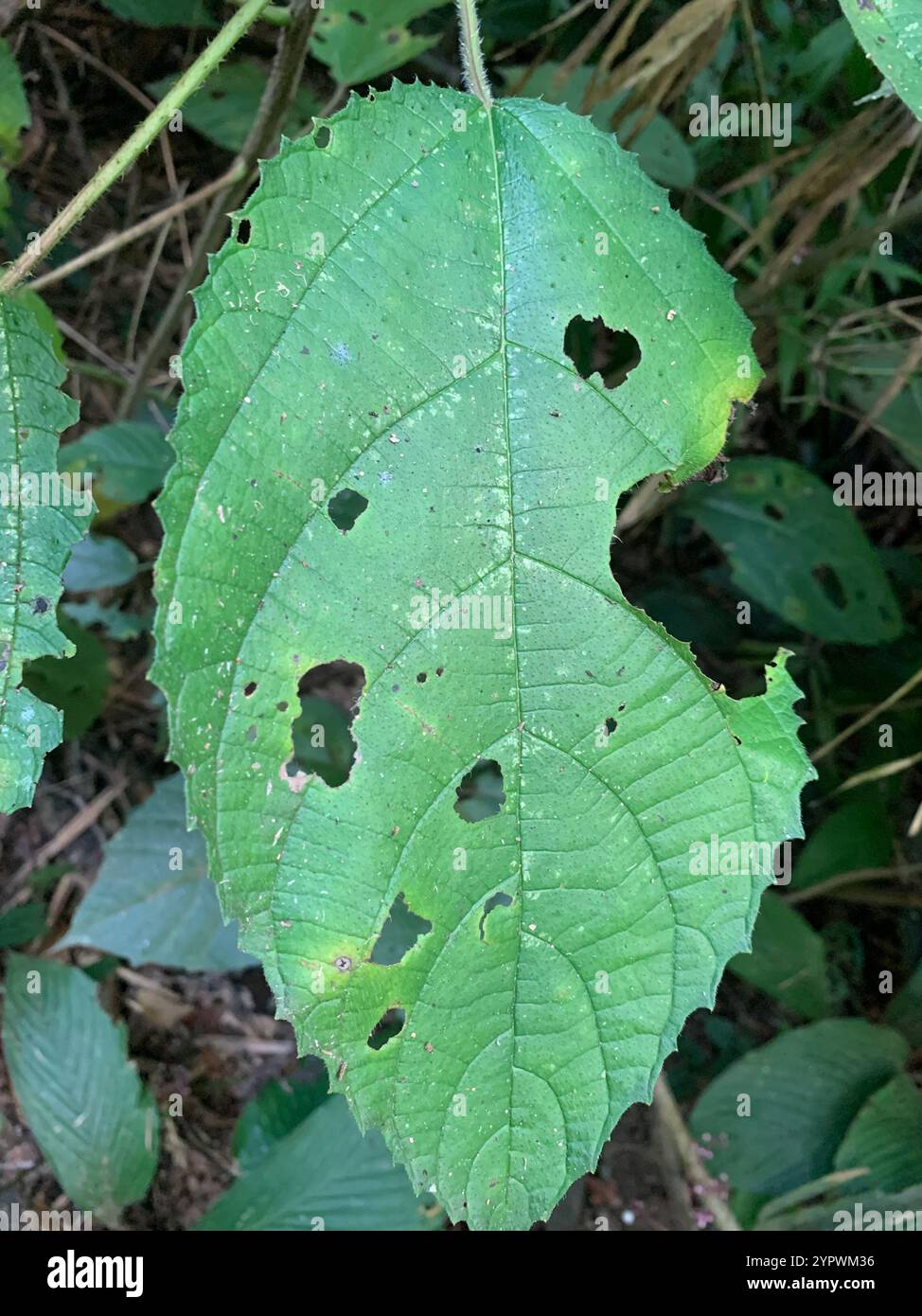 Scratchbush (Urera baccifera Stock Photo - Alamy