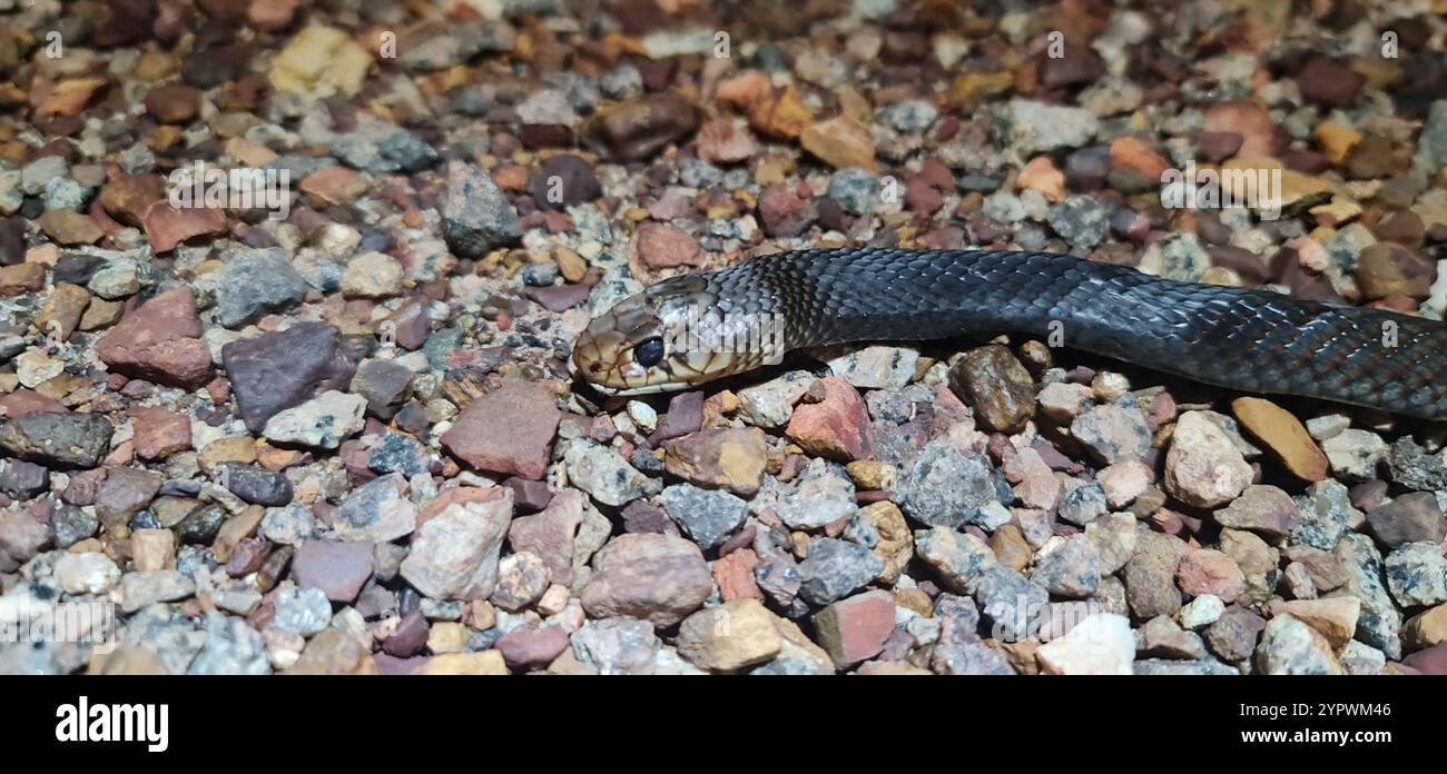 Lesser Black Whipsnake (Demansia vestigiata Stock Photo - Alamy