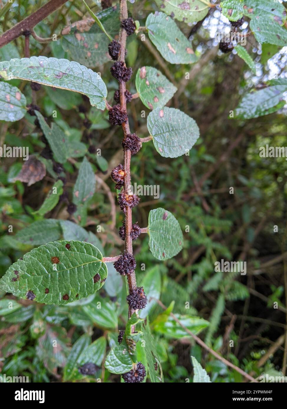 nettle family (Urticaceae Stock Photo - Alamy