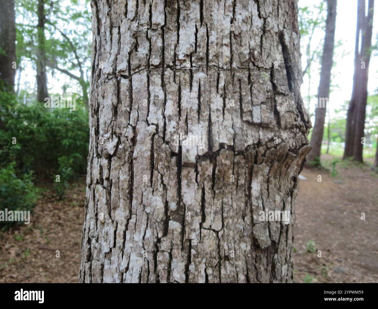white oak (Quercus alba Stock Photo - Alamy