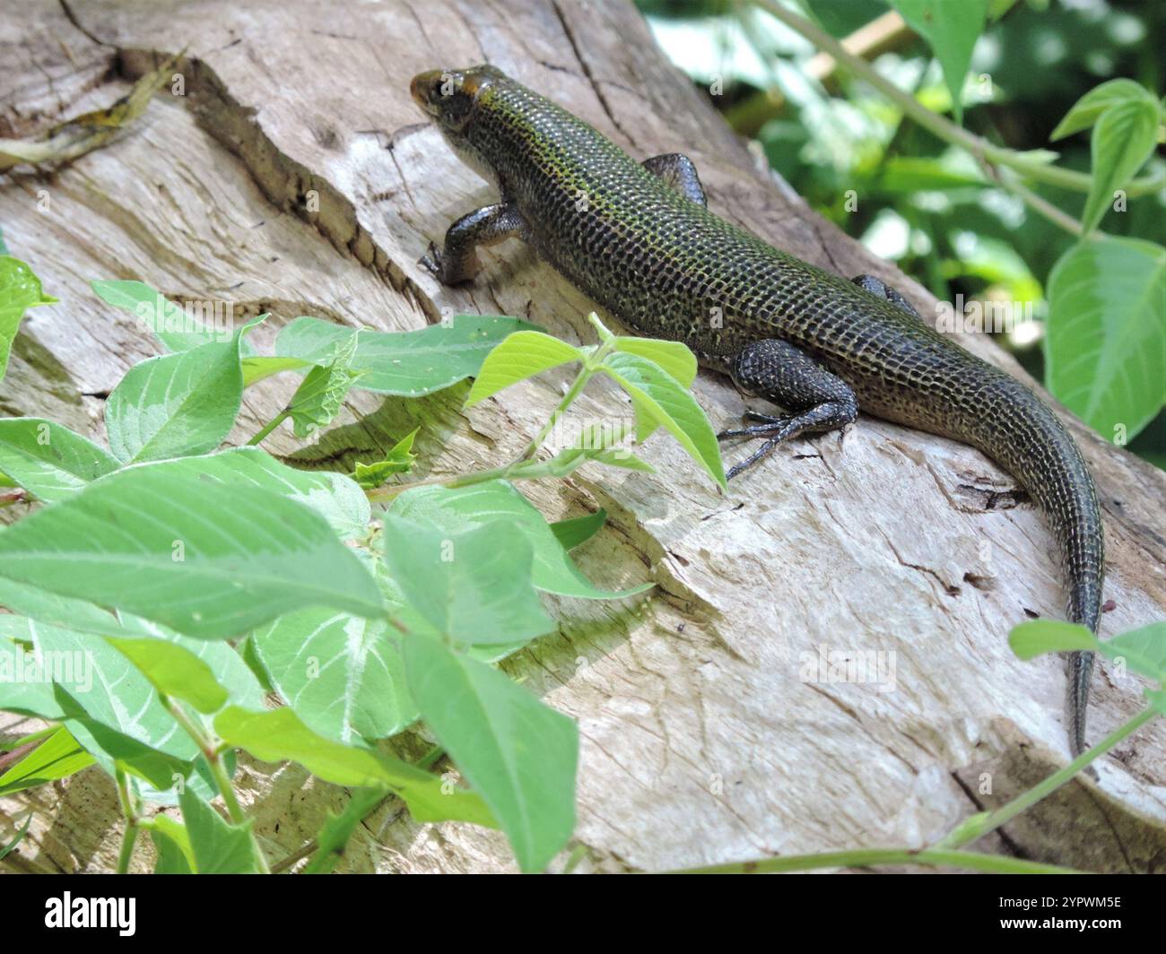 Green Madagascar Girdled Lizard (Zonosaurus haraldmeieri Stock Photo ...