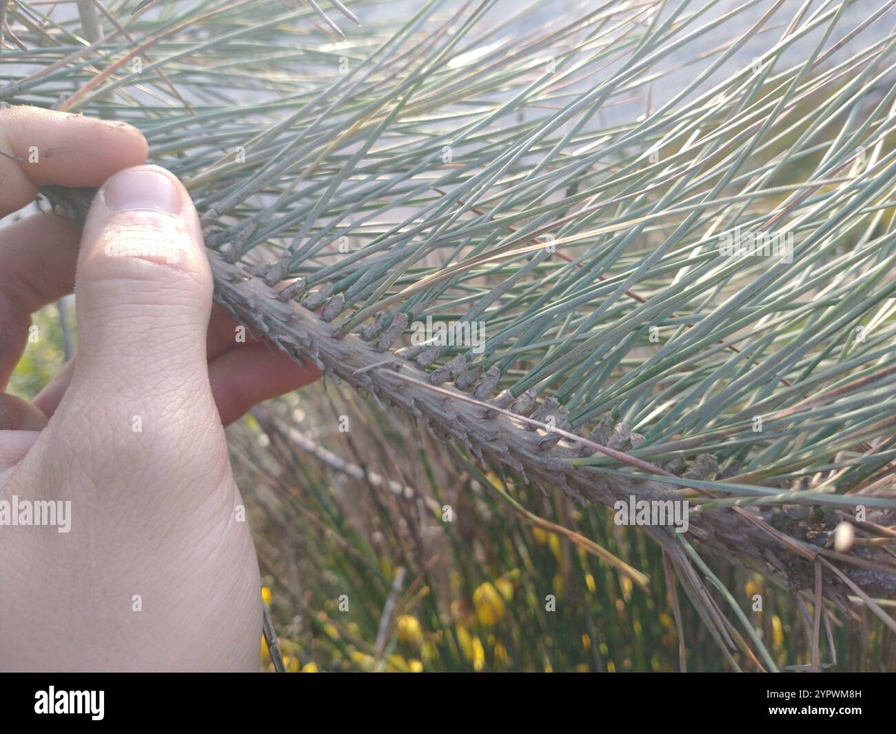 hard pines (Pinus Stock Photo - Alamy