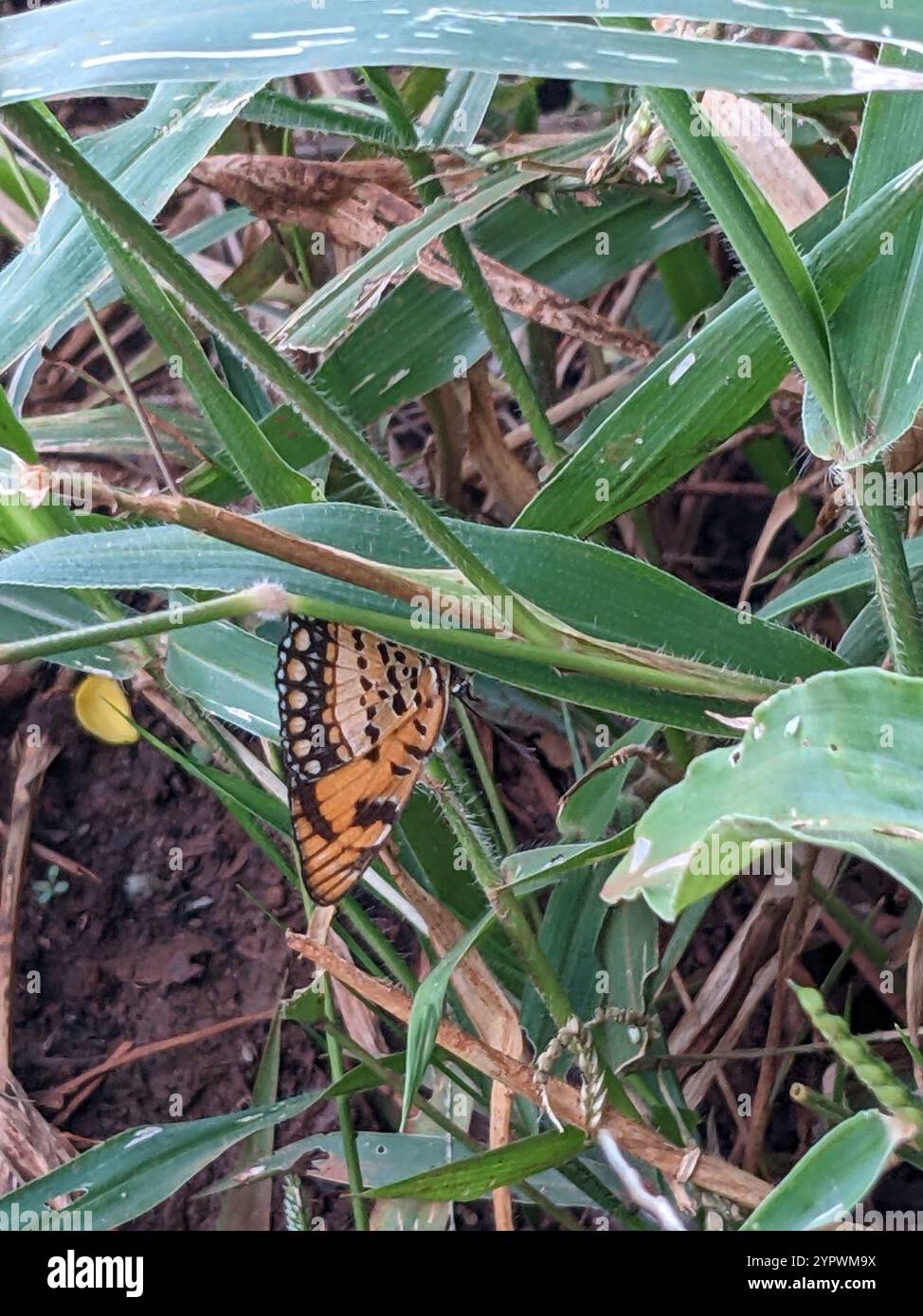 African Joker (Byblia anvatara Stock Photo - Alamy