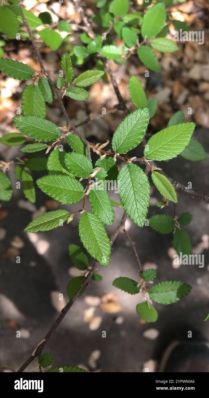 Cedar Elm (Ulmus crassifolia Stock Photo - Alamy