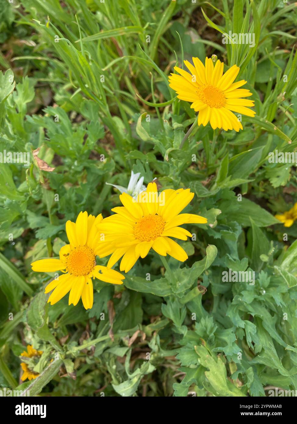 Corn Marigold (Glebionis segetum Stock Photo - Alamy