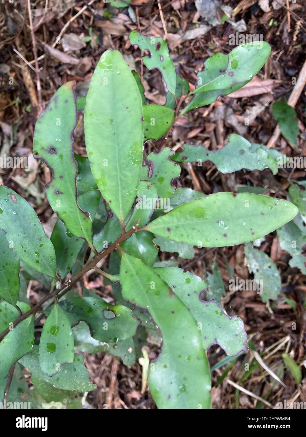 Mountain Horopito (Pseudowintera colorata Stock Photo - Alamy