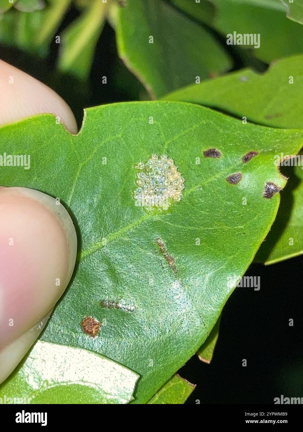 True Bugs, Hoppers, Aphids, and allies (Hemiptera Stock Photo - Alamy
