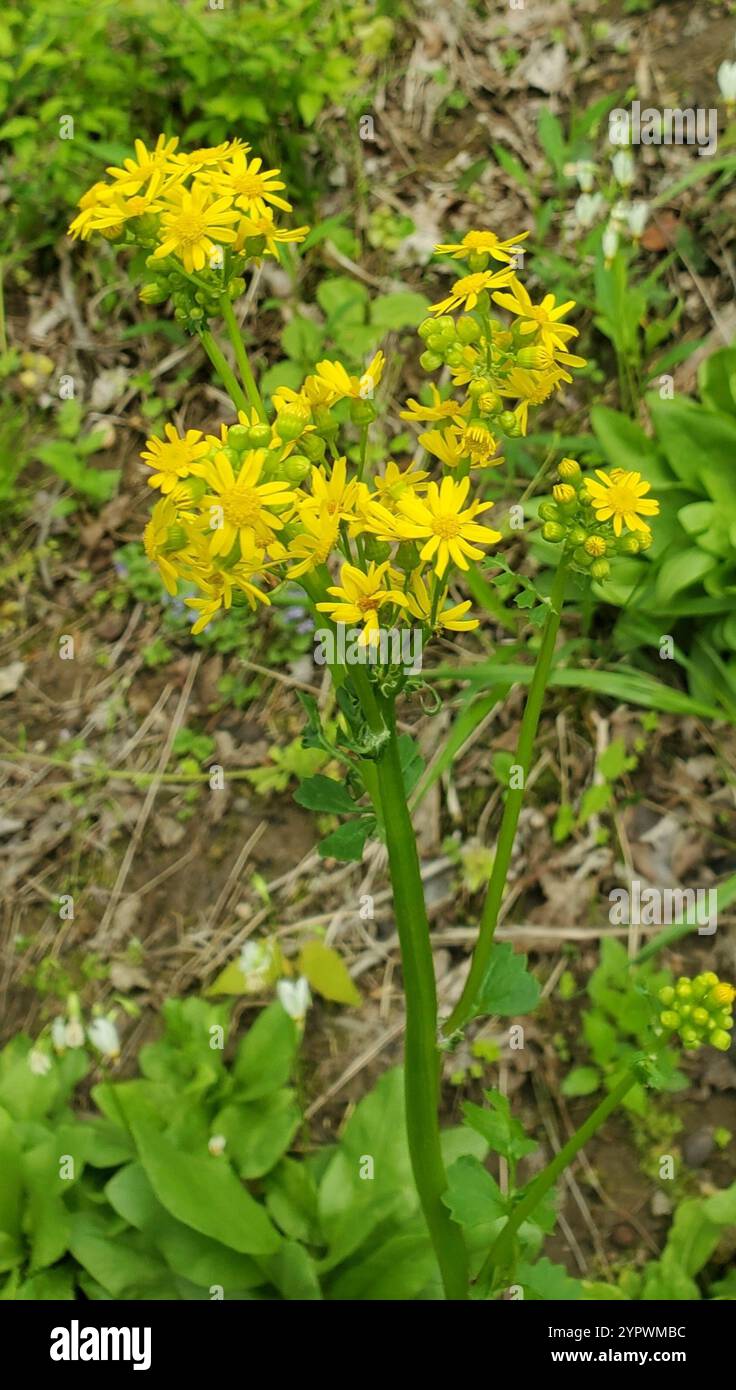 Butterweed (Packera glabella Stock Photo - Alamy