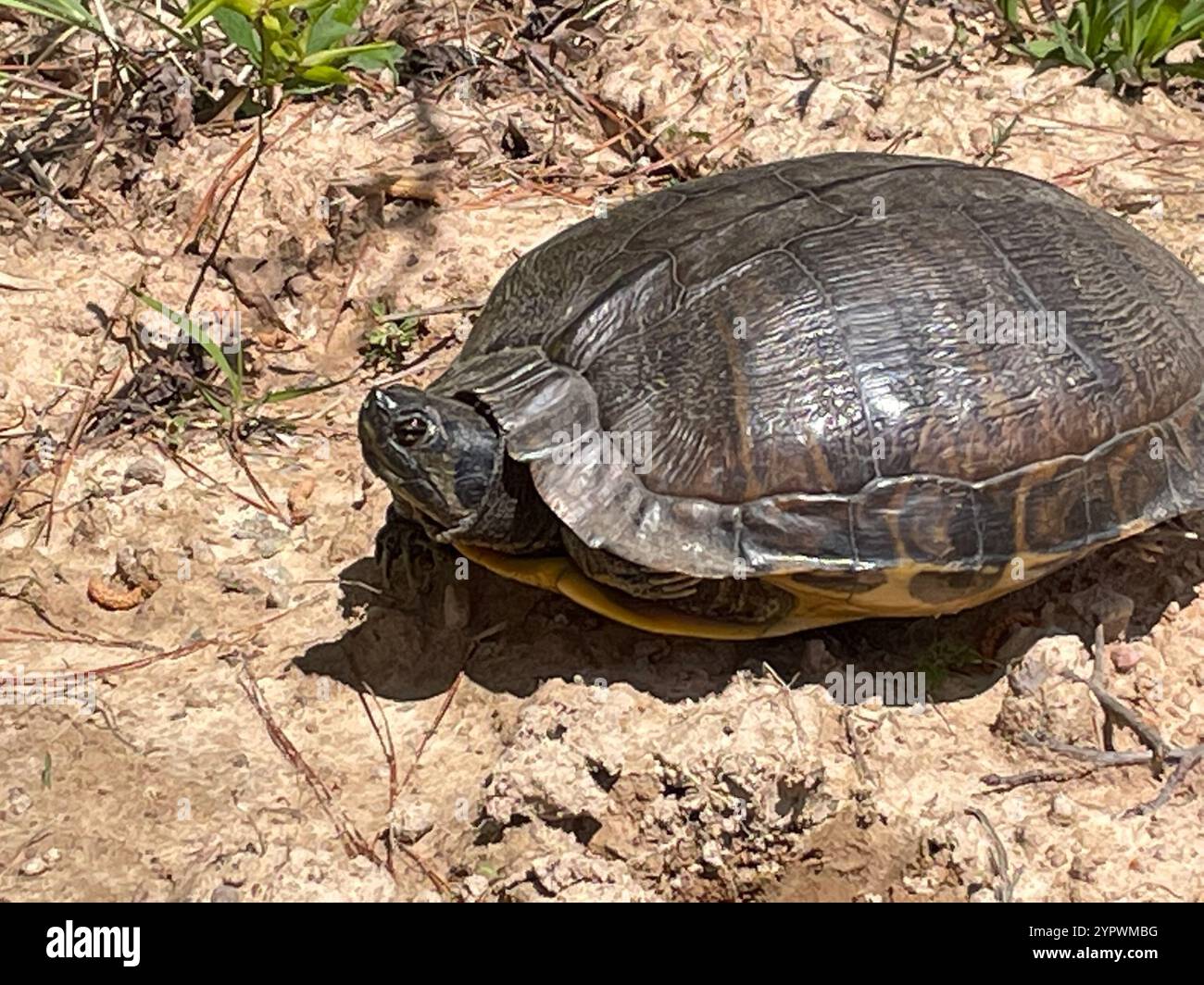 Pond Slider (Trachemys scripta Stock Photo - Alamy