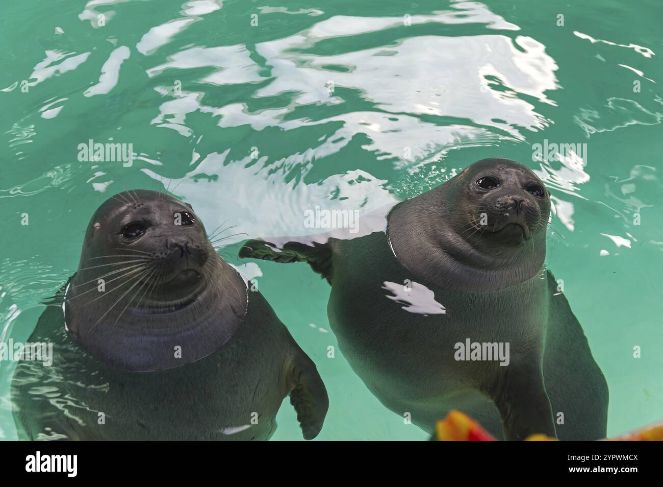 Two Baikal seals in the Nerpinal Basin Stock Photo - Alamy