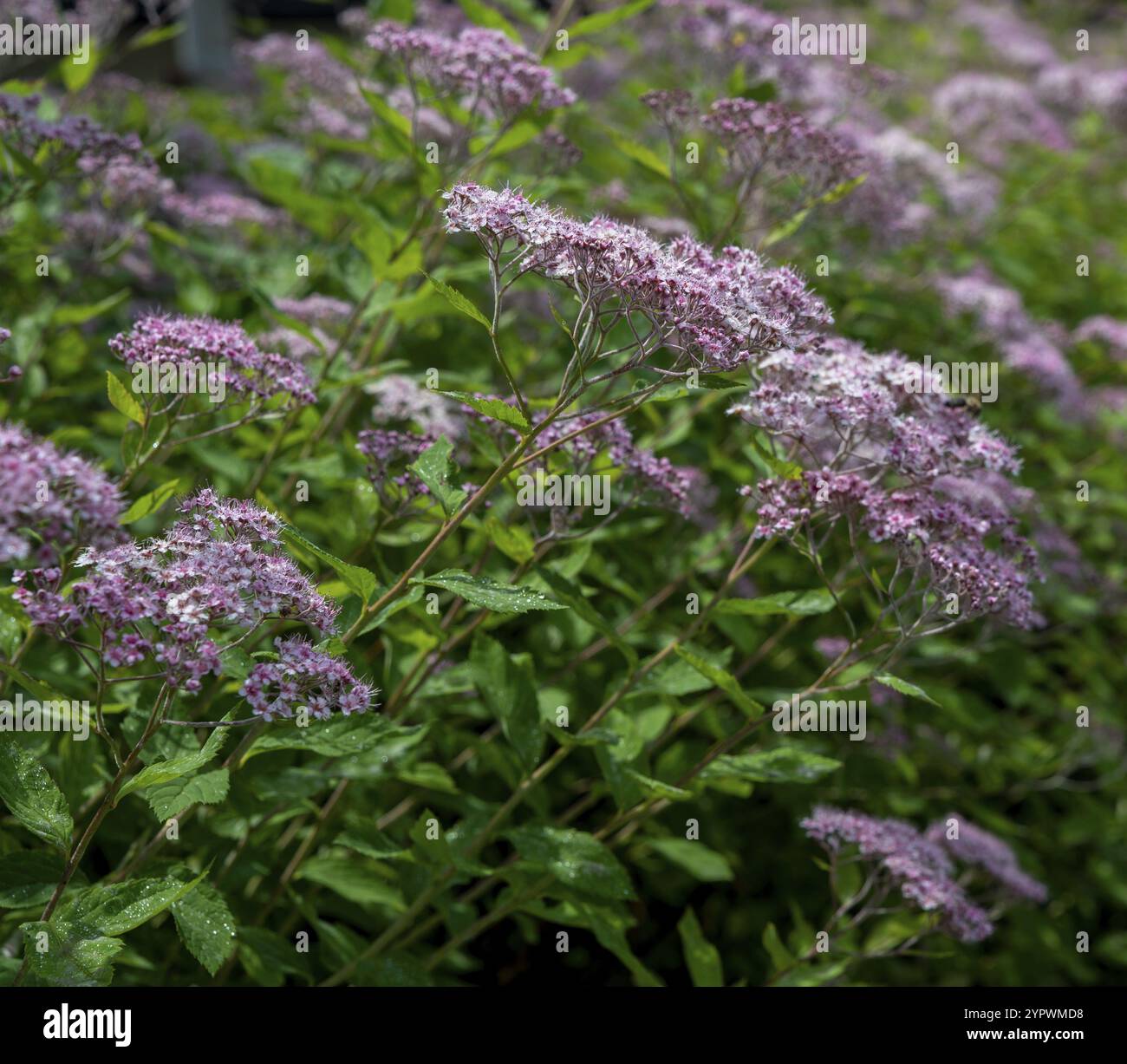 Spiraea japonica (Japanese spirea) or Japanese meadowsweet. Little ...