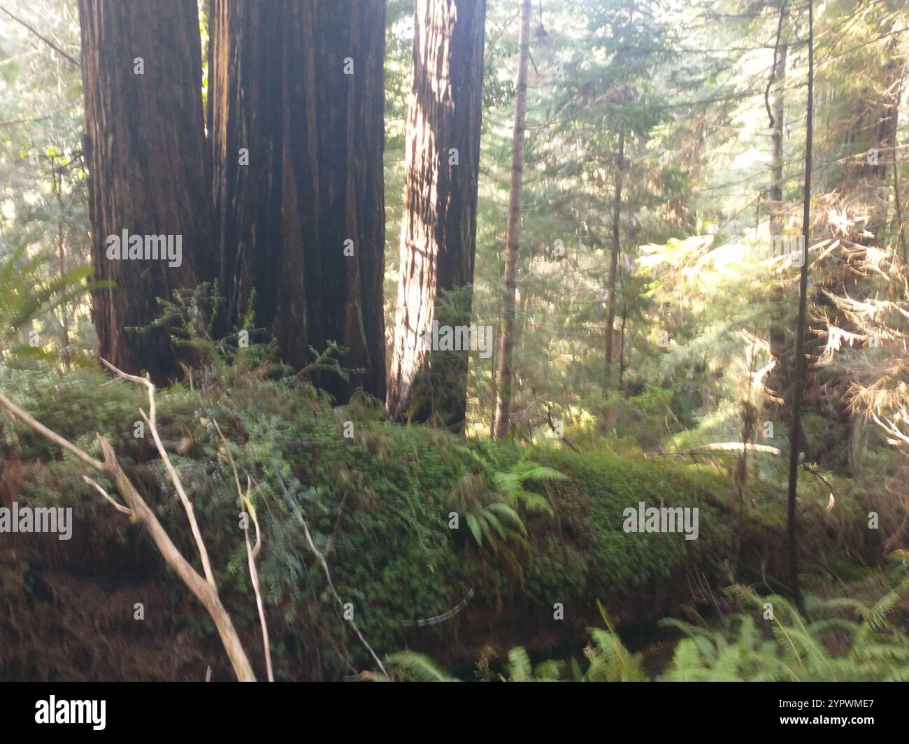 coast redwood (Sequoia sempervirens Stock Photo - Alamy