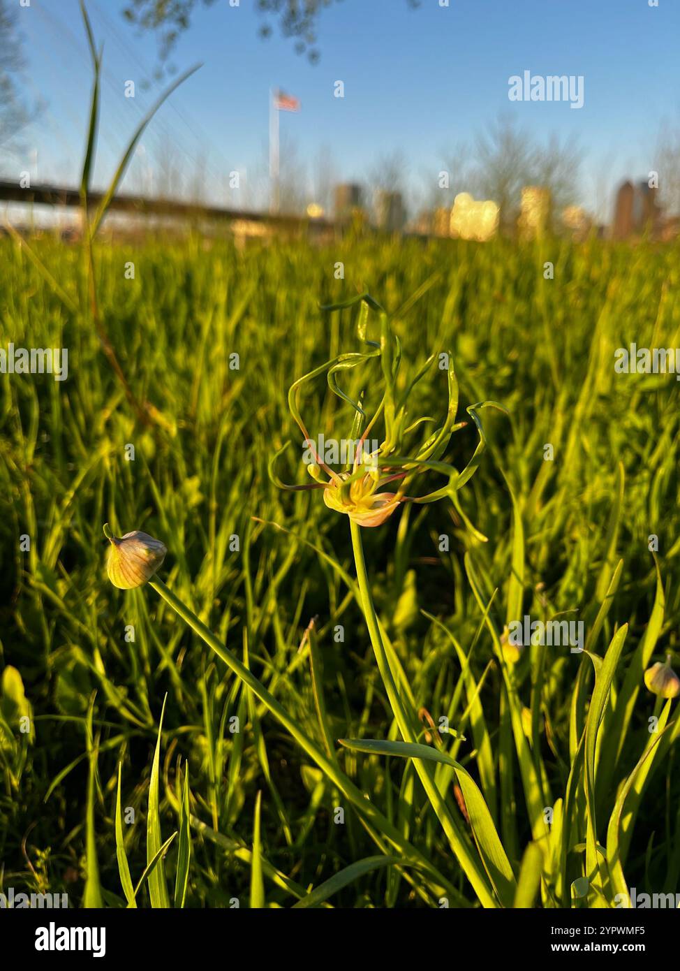 Canadian Meadow garlic (Allium canadense Stock Photo - Alamy