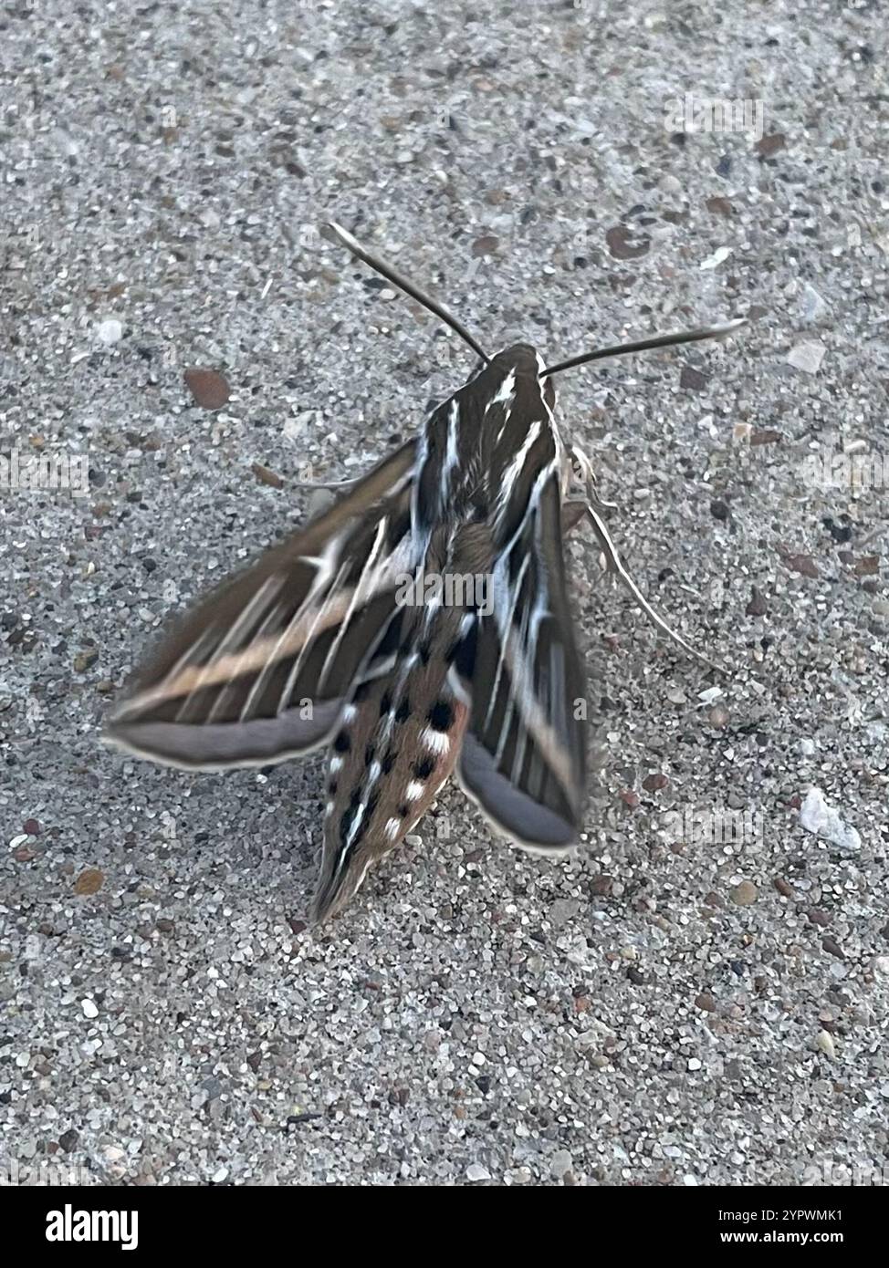 White-lined Sphinx (Hyles lineata Stock Photo - Alamy