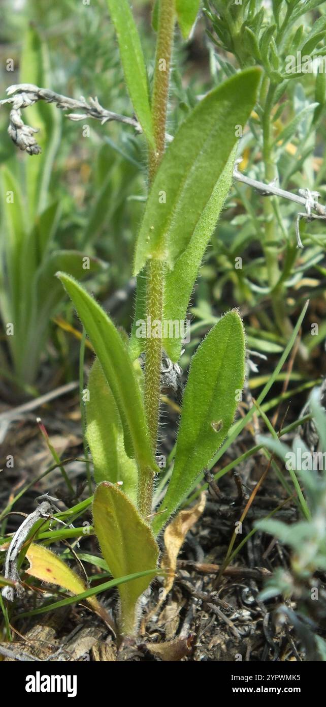 littlepod false flax (Camelina microcarpa Stock Photo - Alamy