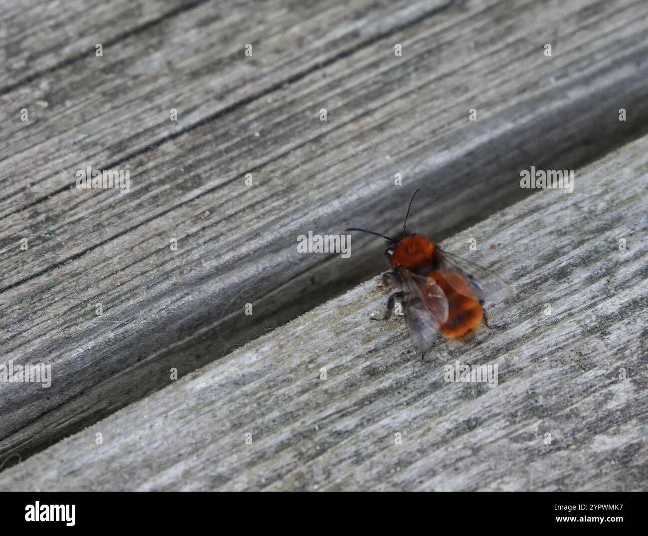 Tawny Mining Bee (Andrena fulva Stock Photo - Alamy