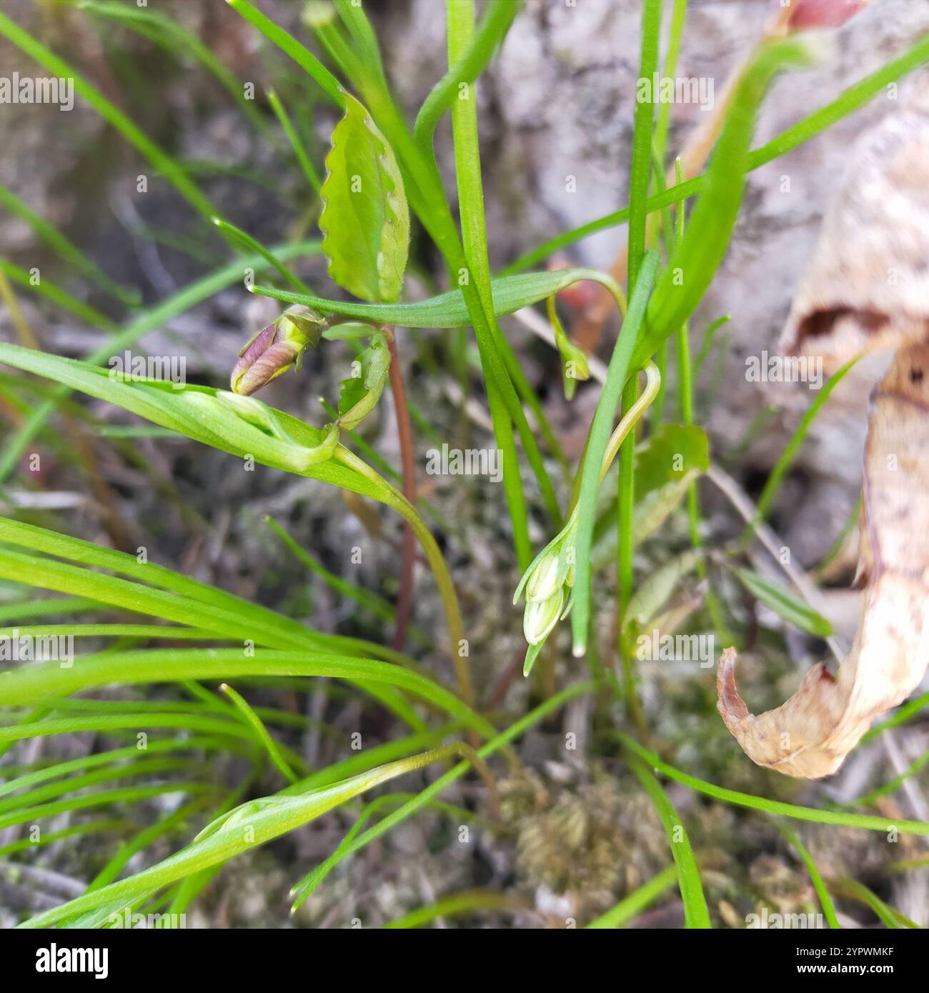 Tri-flower lloydia (Gagea triflora Stock Photo - Alamy
