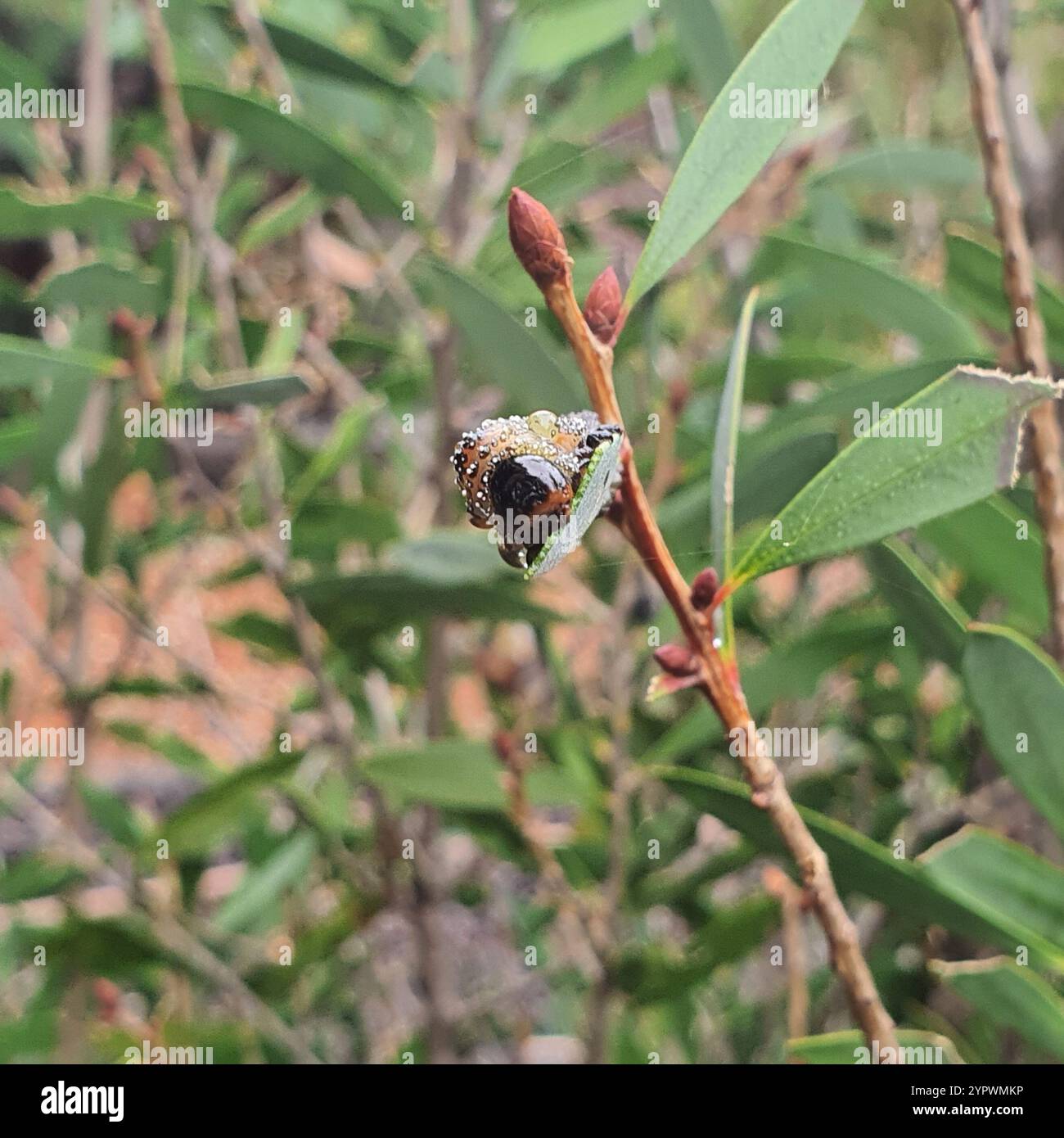 Bottlebrush Sawfly (Pterygophorus cinctus Stock Photo - Alamy