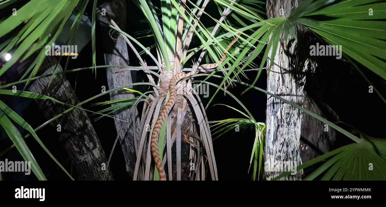 Brown Tree Snake (Boiga irregularis Stock Photo - Alamy