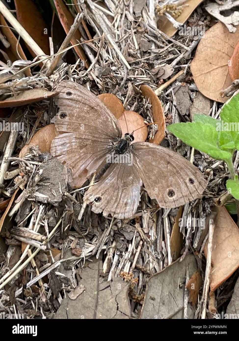 Little Wood Satyr (Megisto cymela Stock Photo - Alamy
