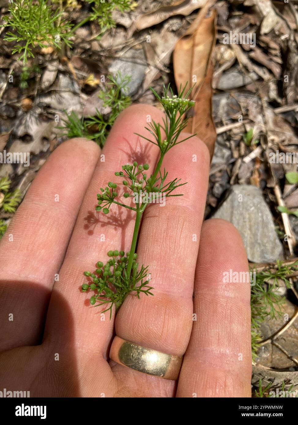 Marsh parsley (Cyclospermum leptophyllum Stock Photo - Alamy