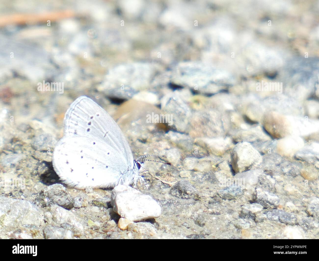 Provençal short-tailed blue (Cupido alcetas Stock Photo - Alamy