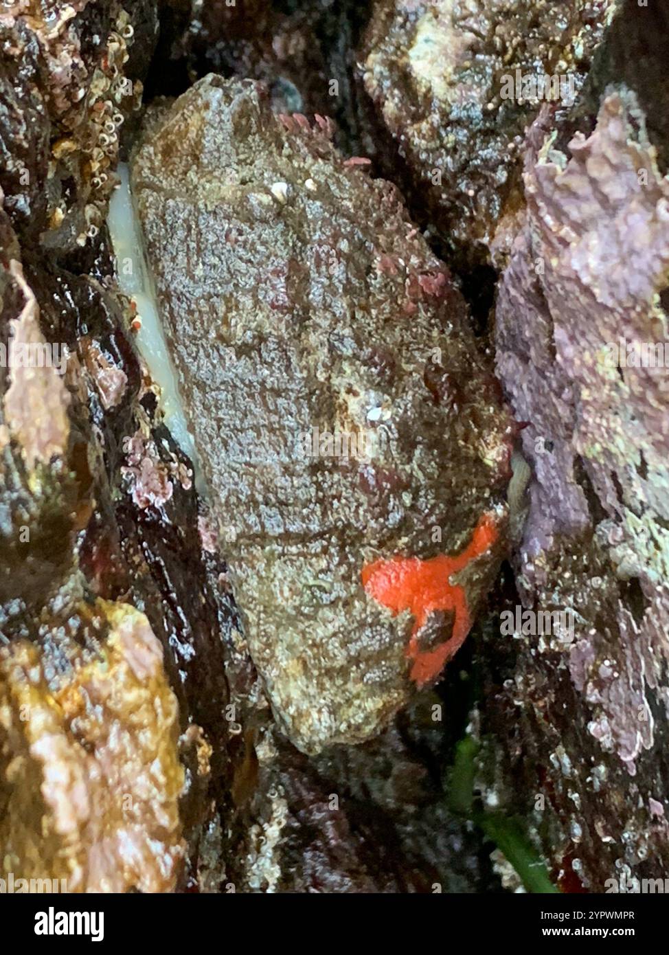 Rough keyhole limpet hi-res stock photography and images - Alamy