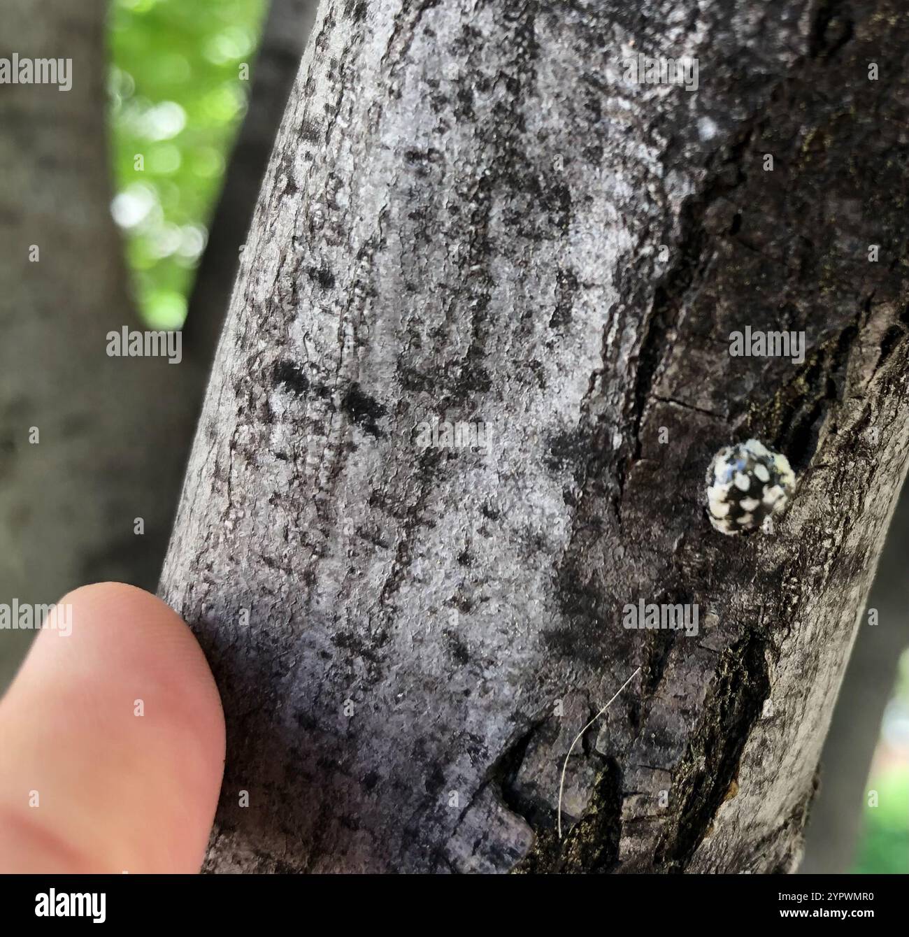 calico scale (Eulecanium cerasorum Stock Photo - Alamy