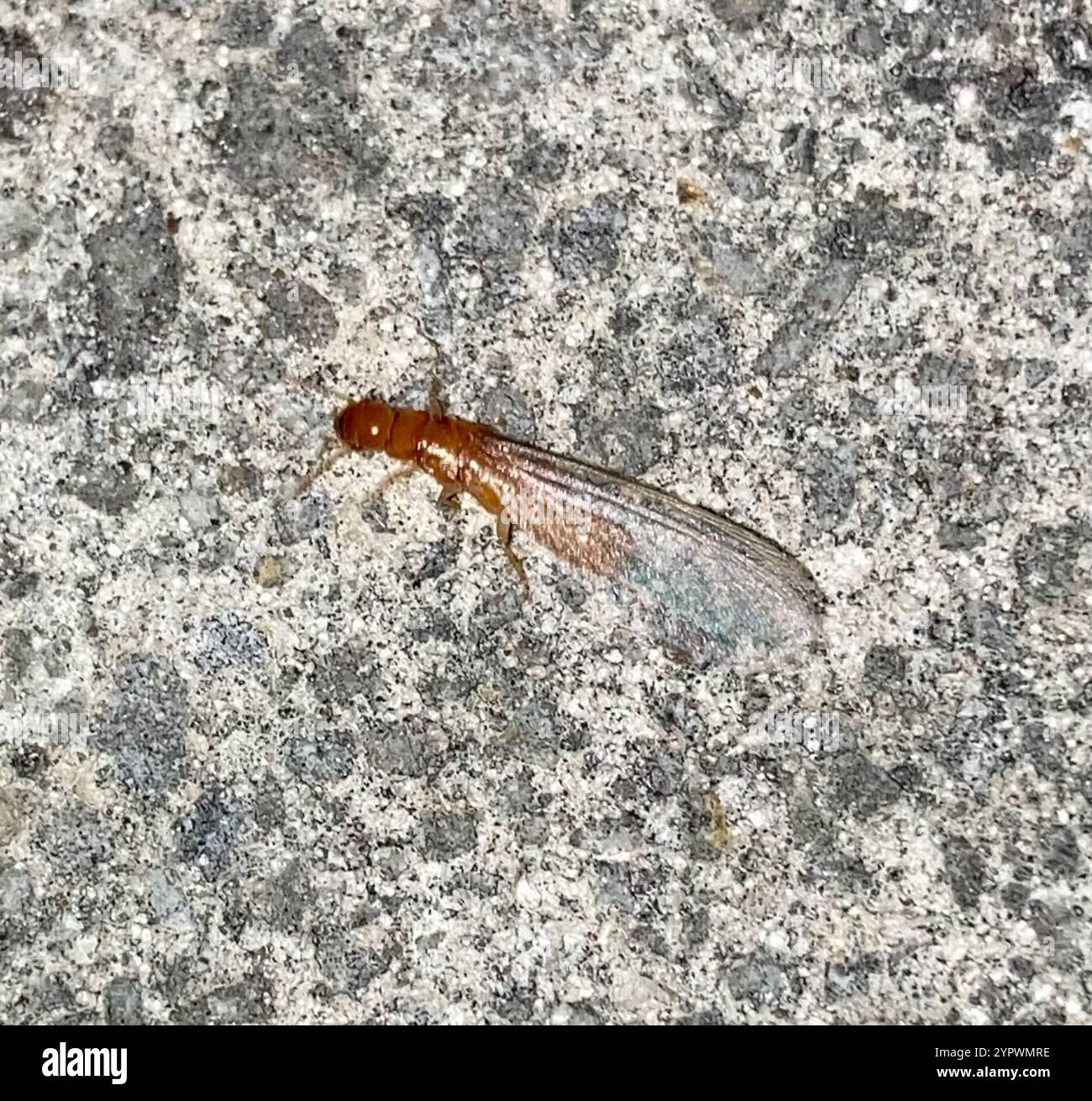 Southeastern Drywood Termite (Incisitermes snyderi Stock Photo - Alamy