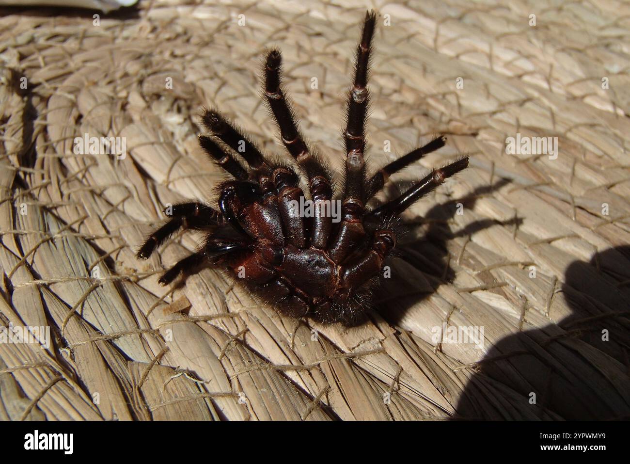 Australian funnel web hi-res stock photography and images - Alamy