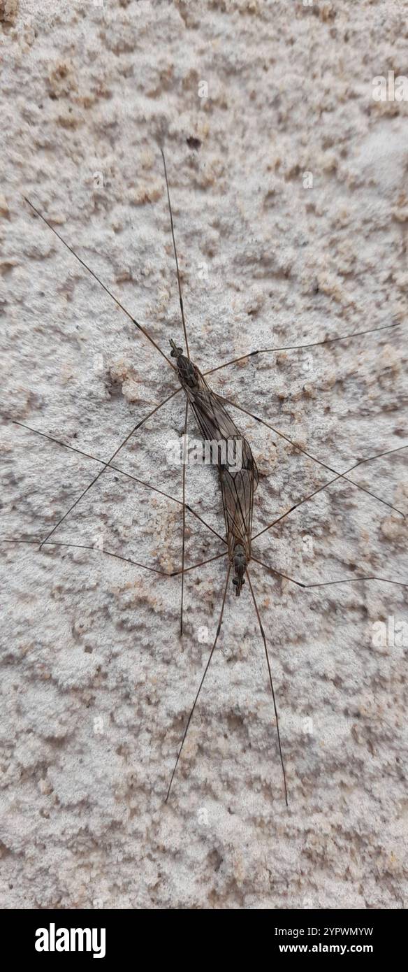 Tipula rufina hi-res stock photography and images - Alamy