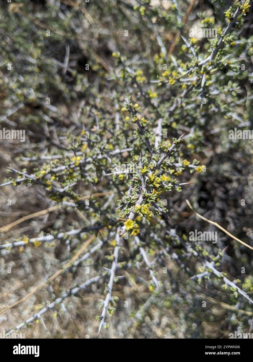 little buckthorn (Condalia ericoides Stock Photo - Alamy