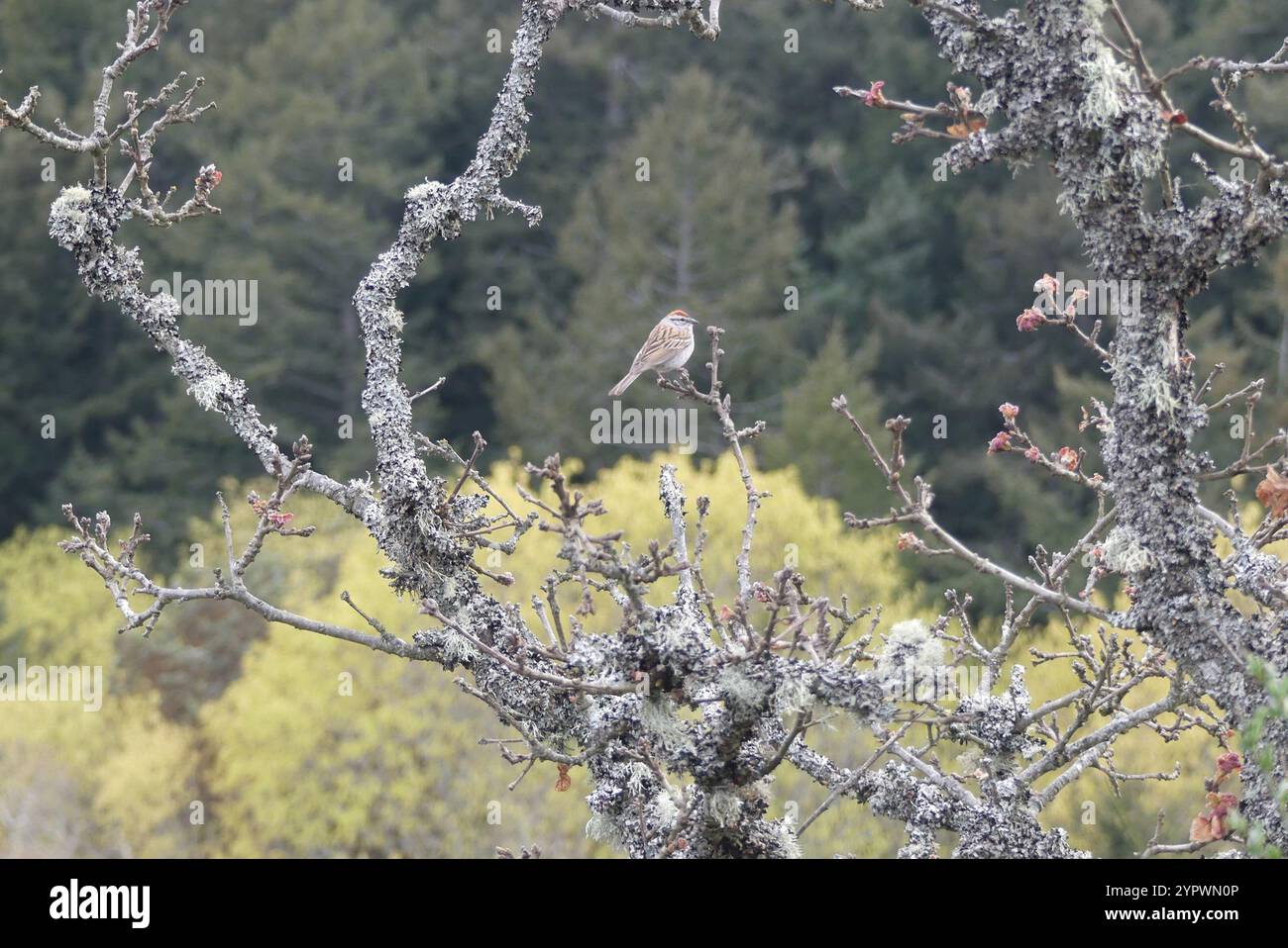 Chipping Sparrow (Spizella passerina Stock Photo - Alamy
