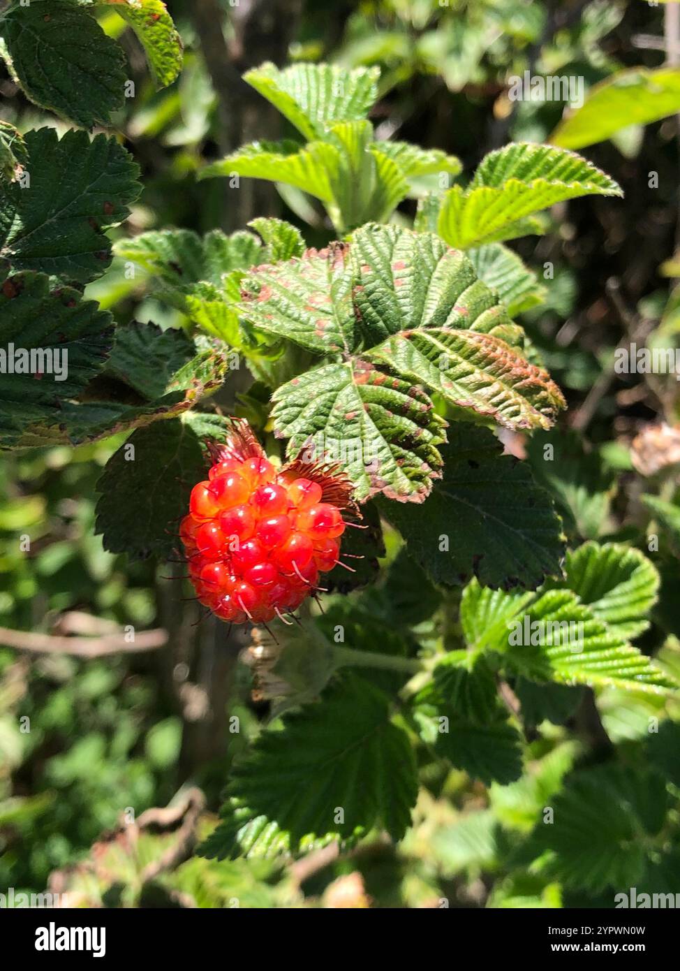 Salmonberry (Rubus spectabilis Stock Photo - Alamy
