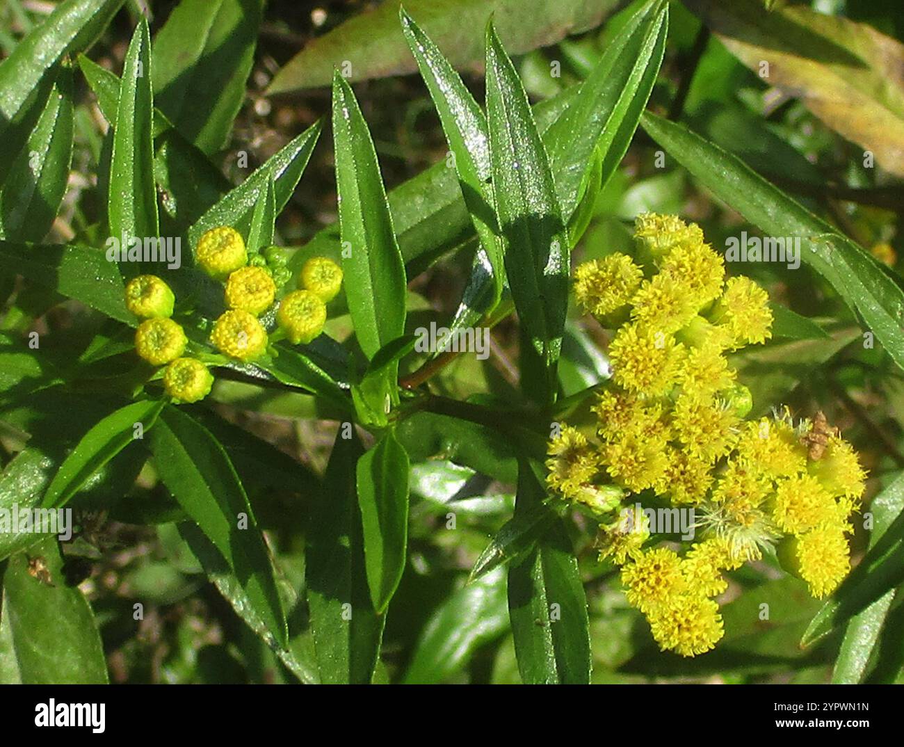 Psiadia punctulata hi-res stock photography and images - Alamy