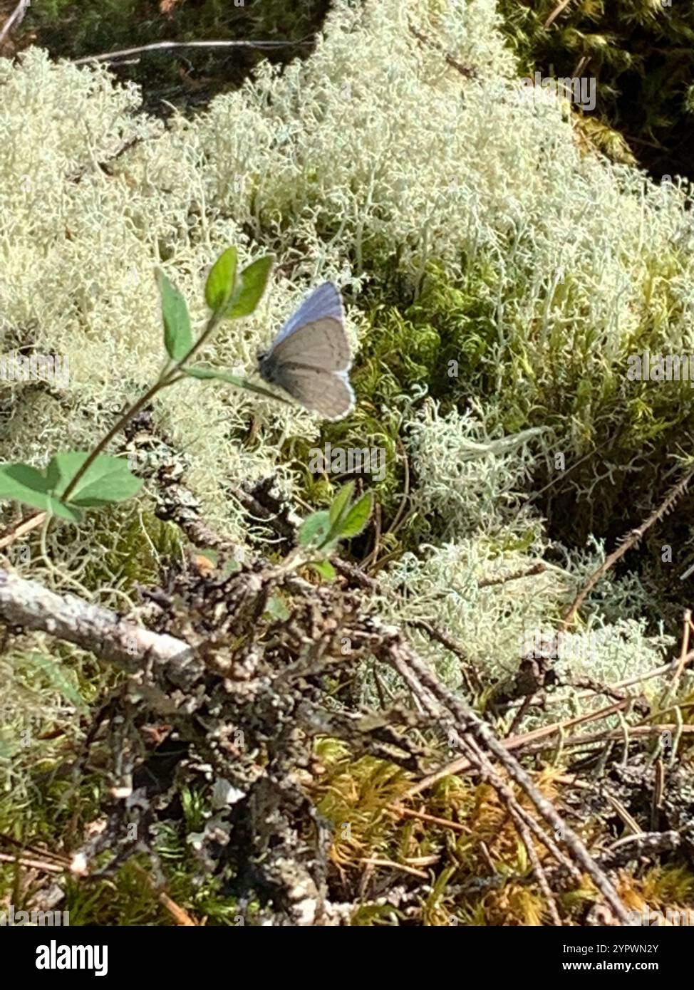 Echo Azure (Celastrina echo Stock Photo - Alamy