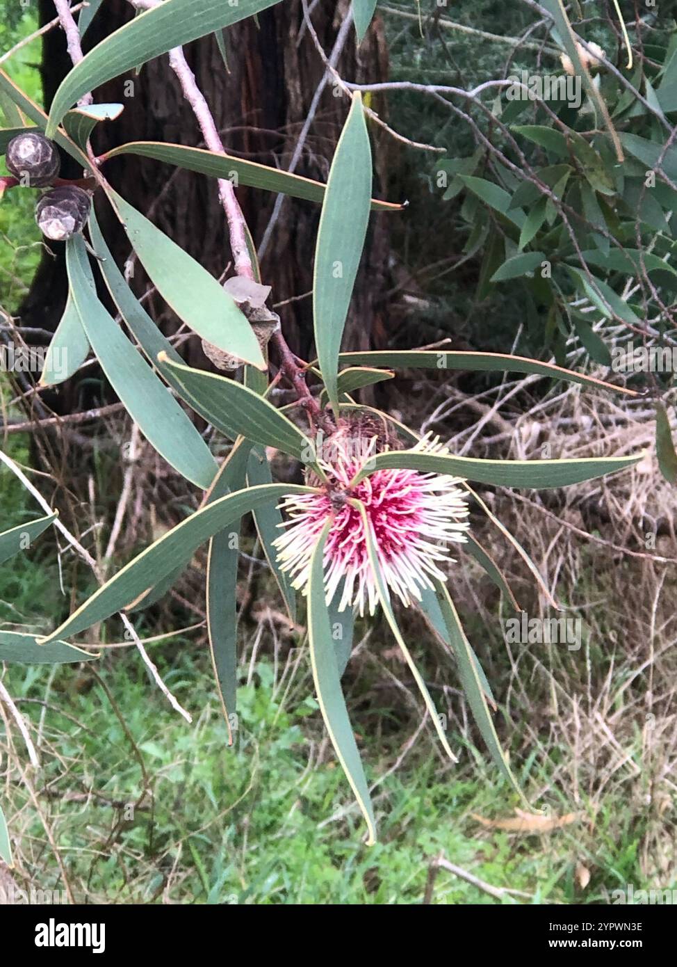 Hakea laurina hi-res stock photography and images - Alamy