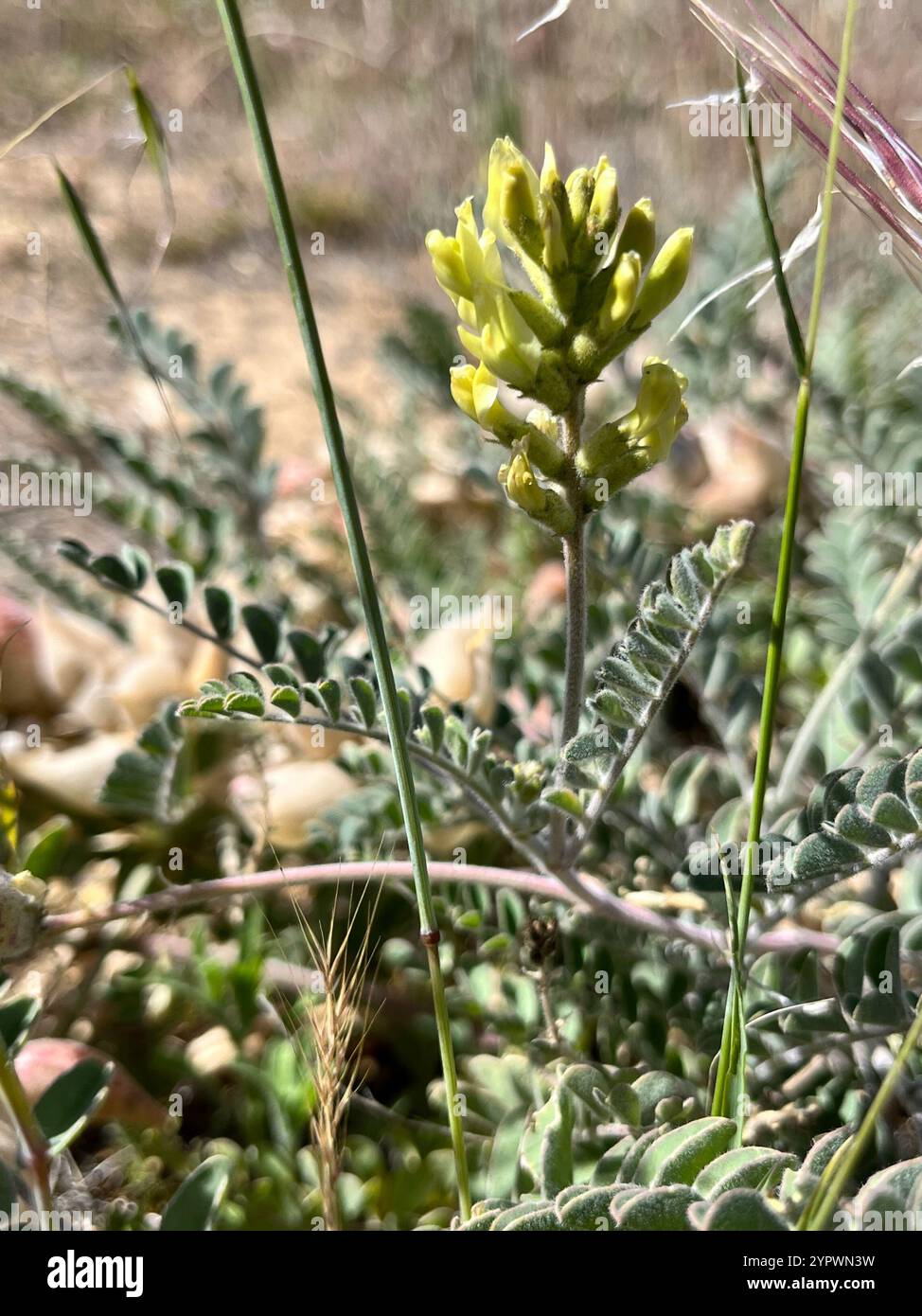 black-hair locoweed (Astragalus lentiginosus nigricalycis Stock Photo ...