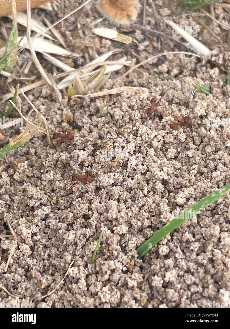 Northern Fungus-farming Ant (Trachymyrmex septentrionalis Stock Photo ...