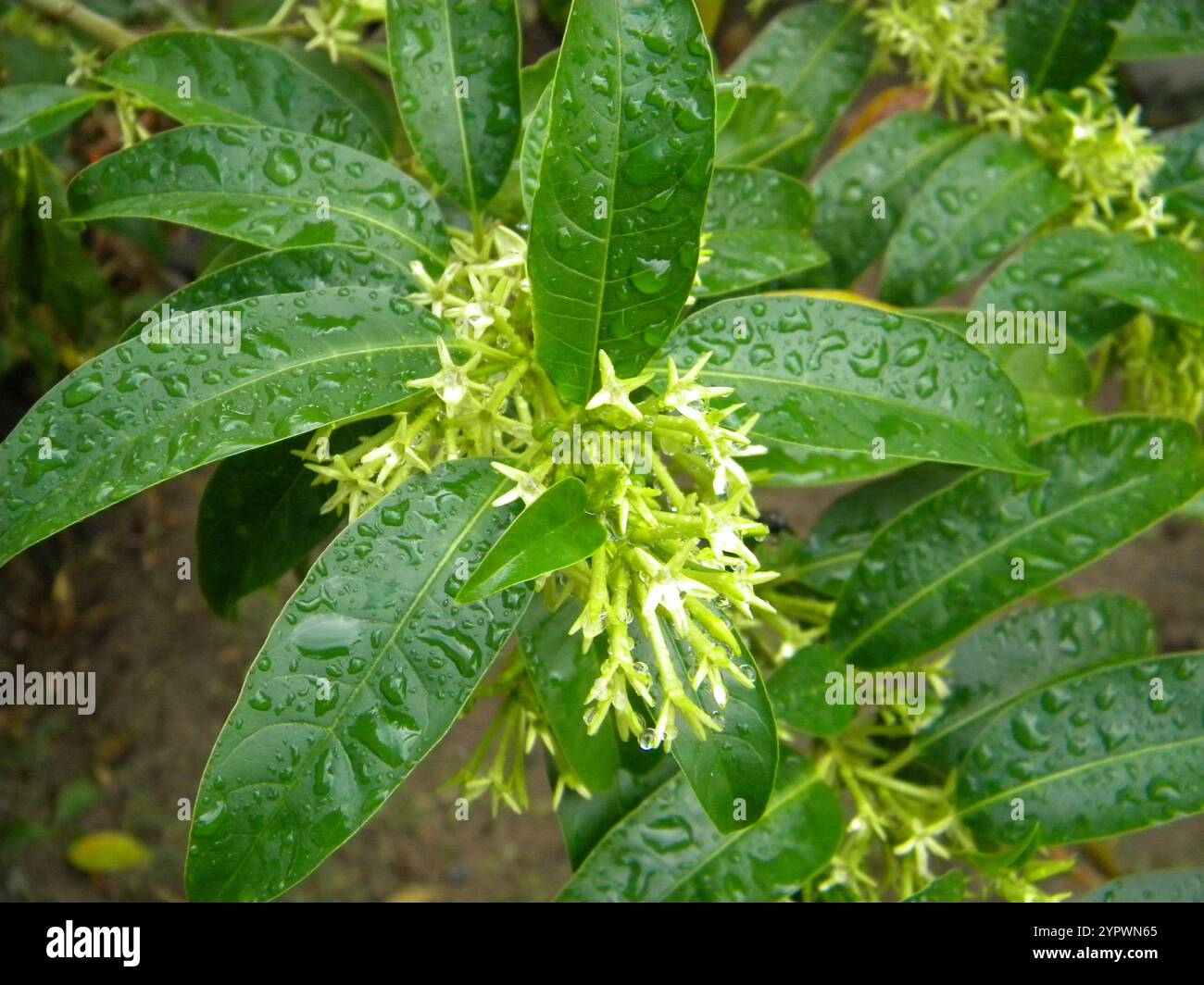 inkberry (Cestrum laevigatum Stock Photo - Alamy