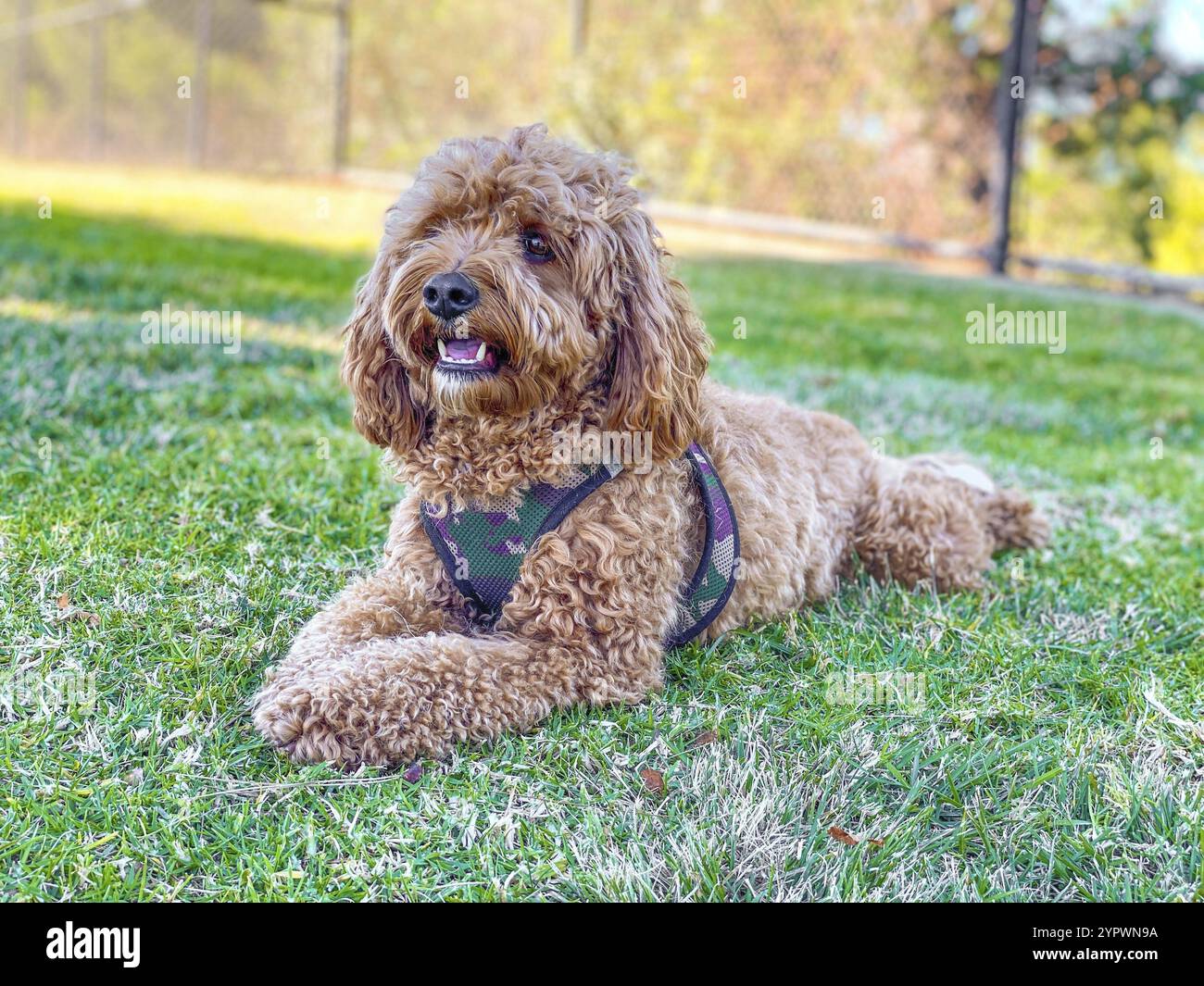 Cavapoo dog in the park, mixed -breed of Cavalier King Charles Spaniel ...